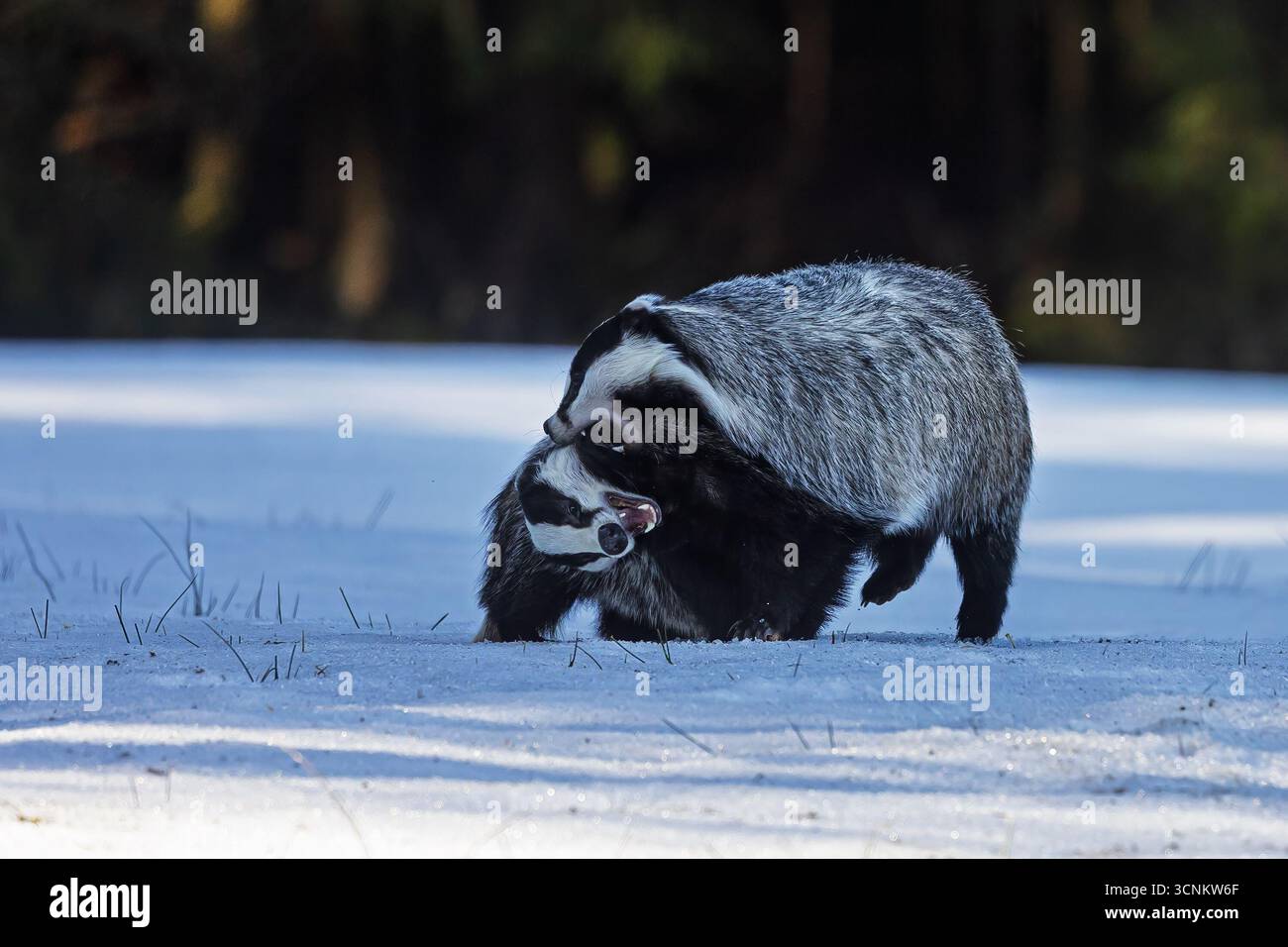 old European badger (Meles meles) Two fighting in the snow Stock Photo ...
