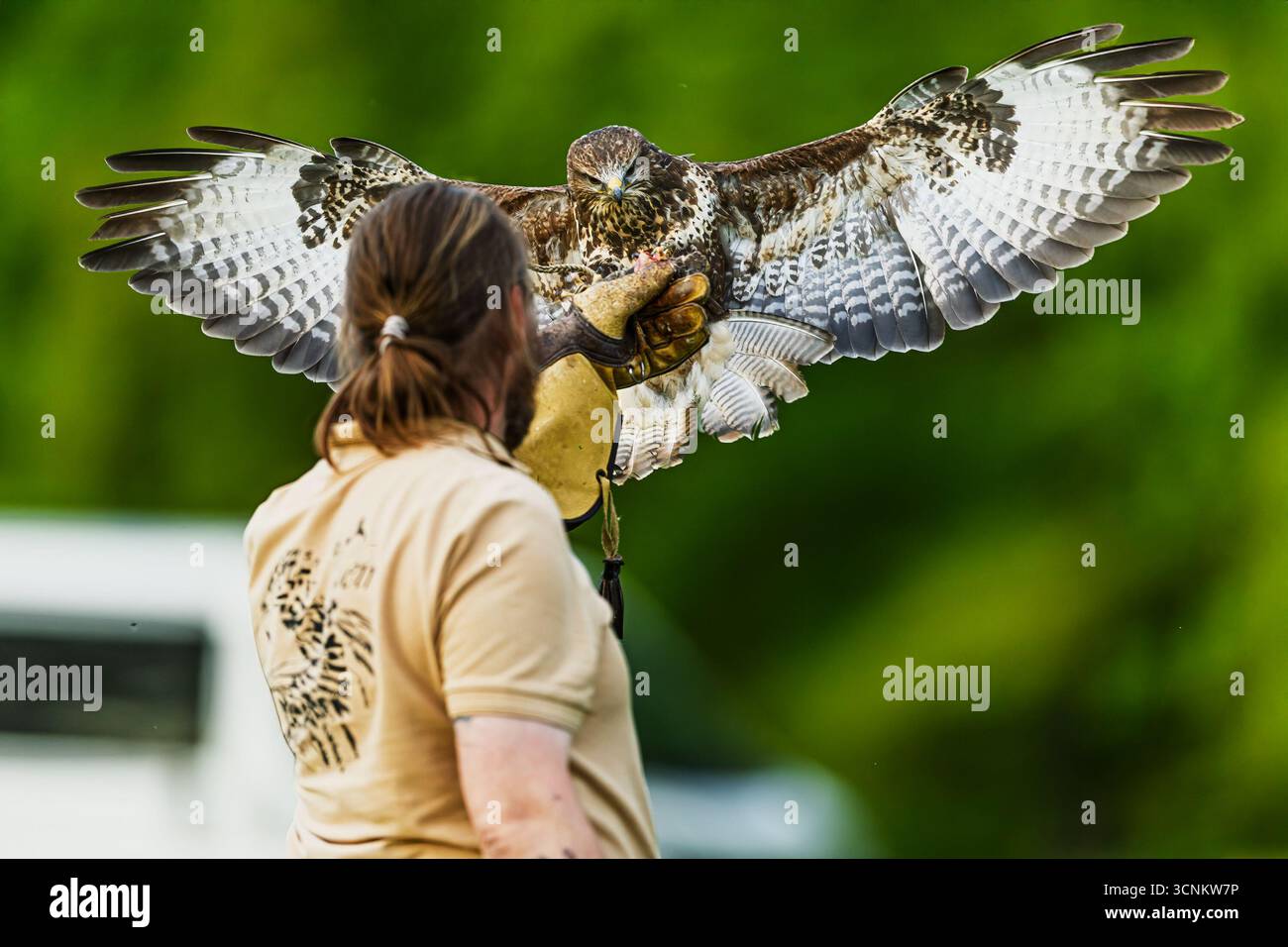 female common buzzard (Buteo buteo) sits on the falconer's hand with a ...