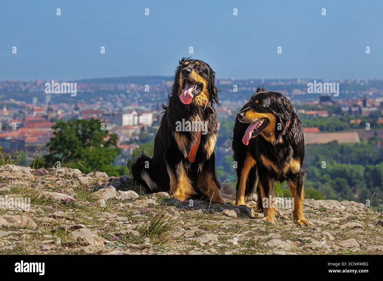 black and gold Hovie dog hovawart portrait above the city Stock Photo ...