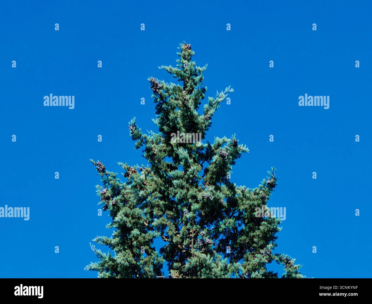Photography sunny sky tree hi-res stock photography and images - Alamy