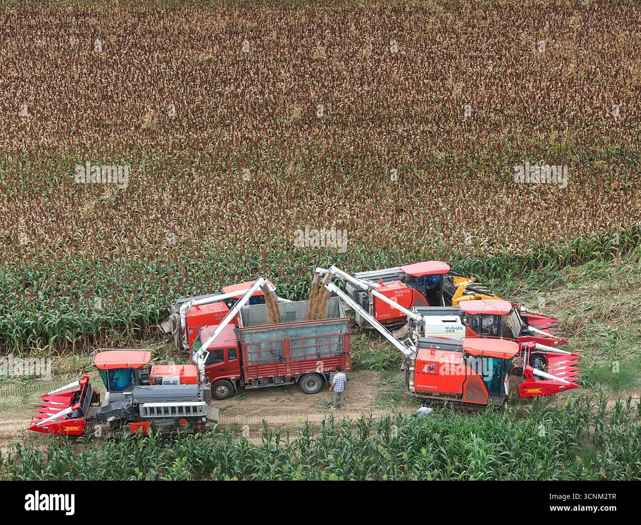 Combine harvesters reap sorghum on a farm in Changzhou in east China's ...