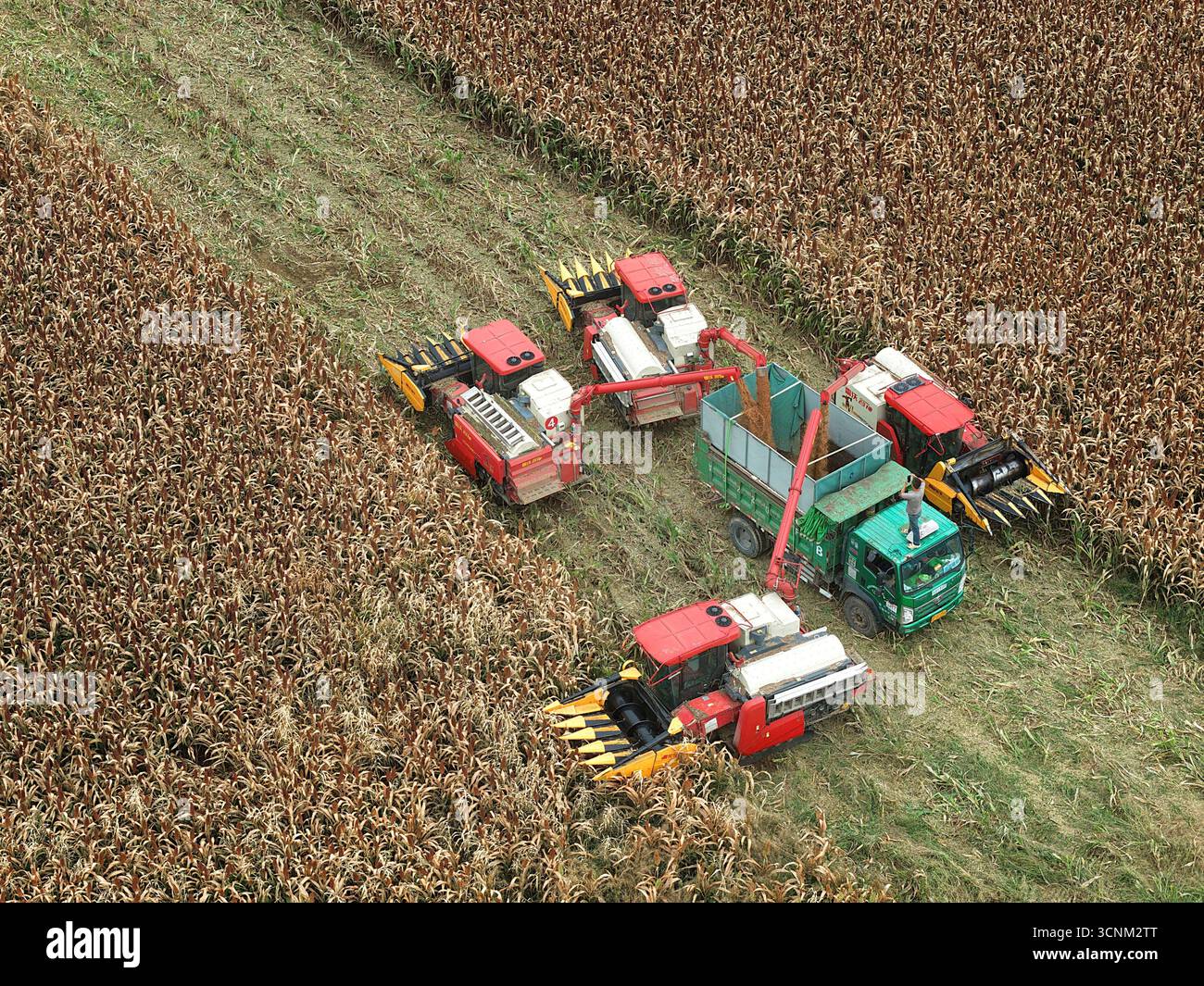 Combine harvesters reap sorghum on a farm in Changzhou in east China's ...