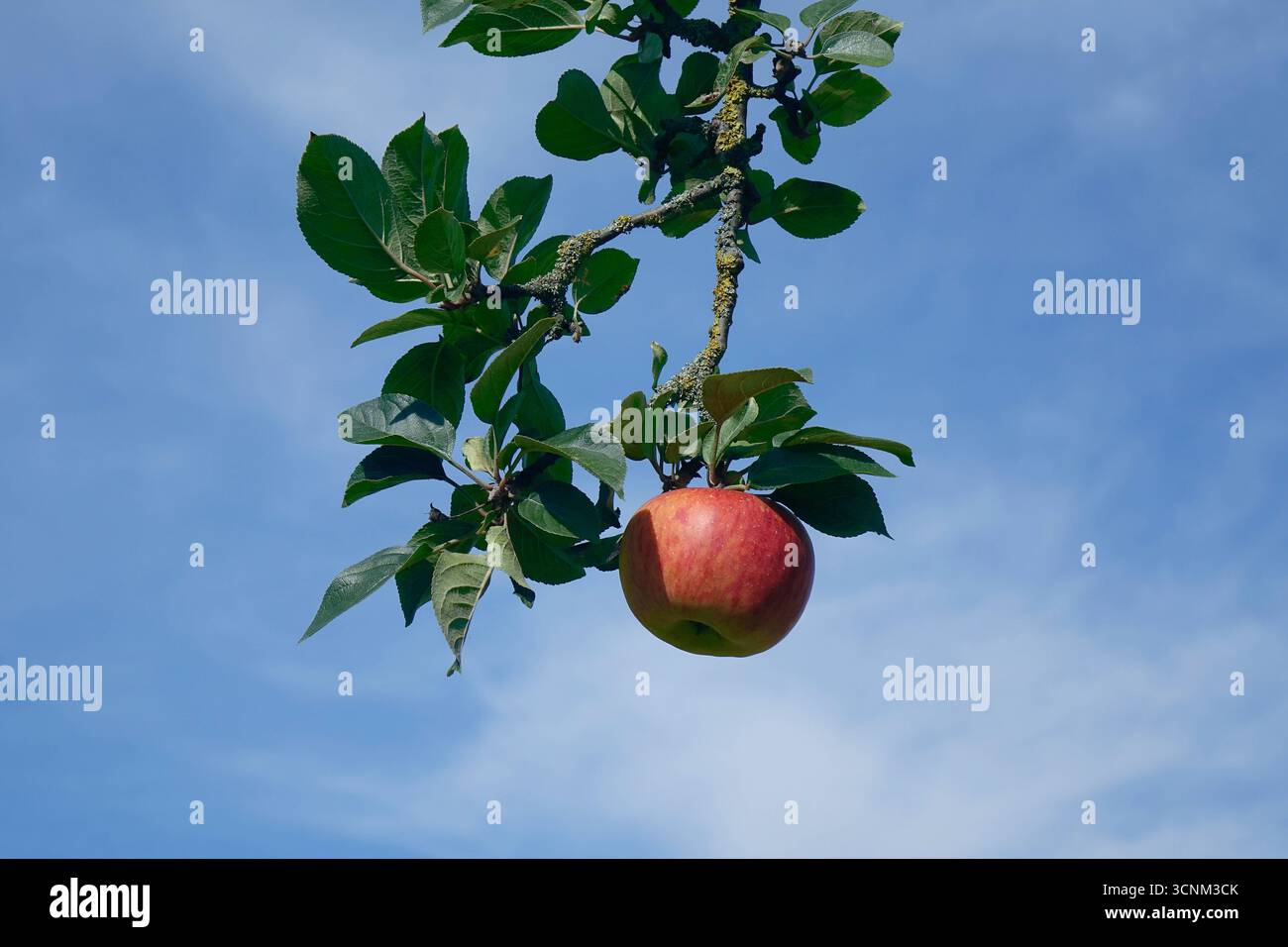 Apfelbaum mit Apfel Apfelbaum mit Apfel, 20.09.2025. Borkwalde ...