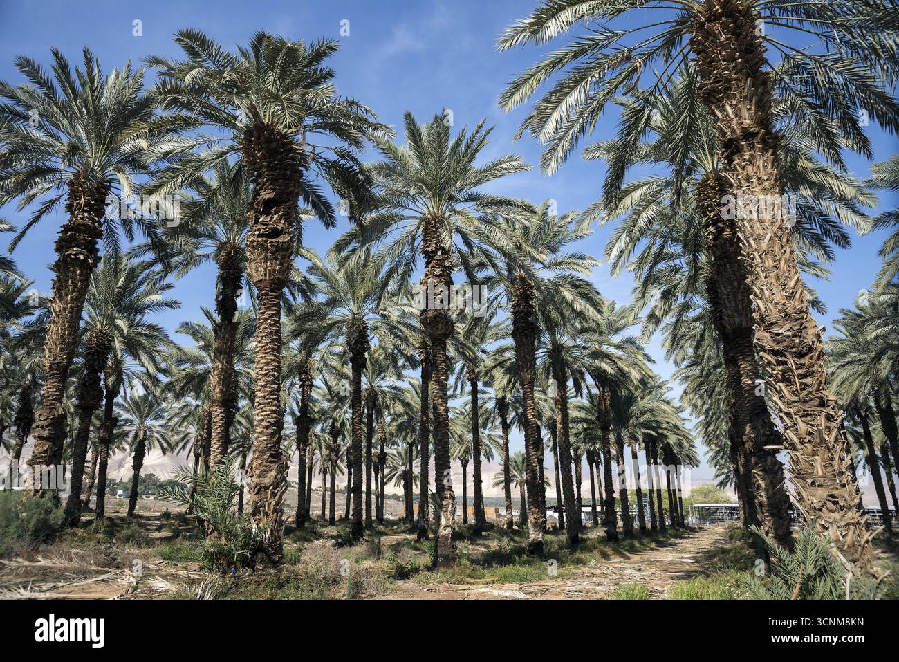 Israel; Phoenix dactylifera L.; Date palm plantation in the Jordan ...