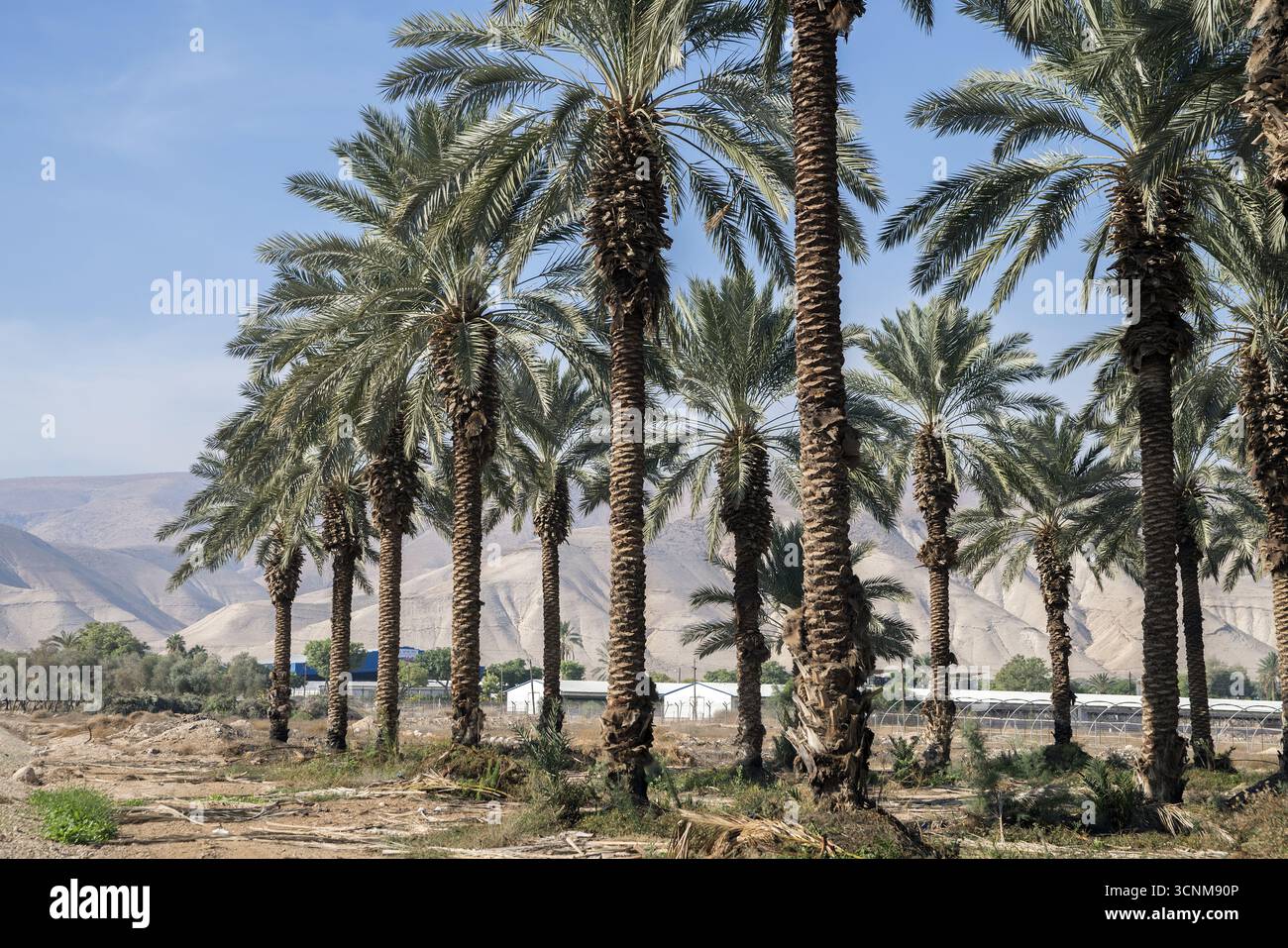 Israel; Phoenix dactylifera L.; Date palm plantation in the Jordan ...