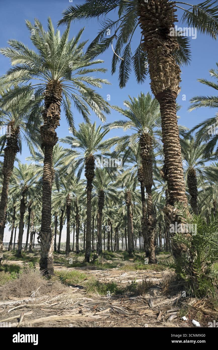 árboles de israel hi-res stock photography and images - Alamy