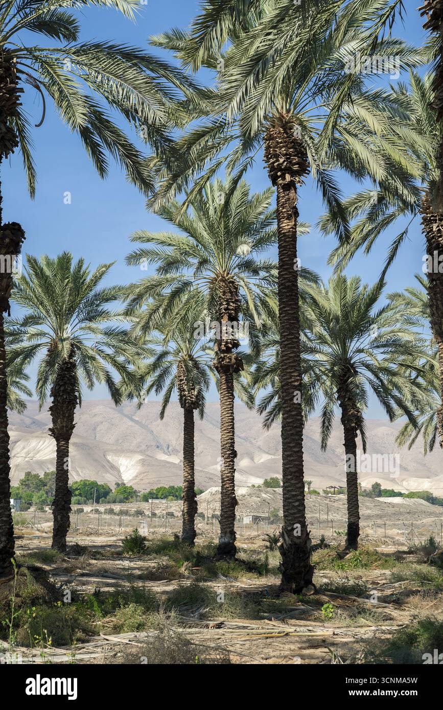 Israel; Phoenix dactylifera L.; Date palm plantation in the Jordan ...