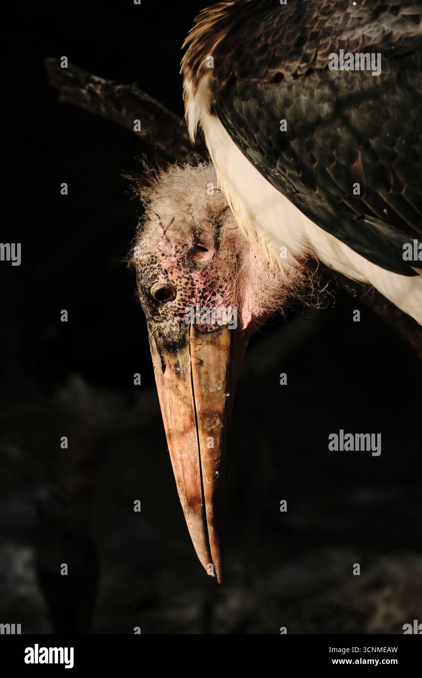 Closeup of a marabou stork with large beak and wrinkled head at ...