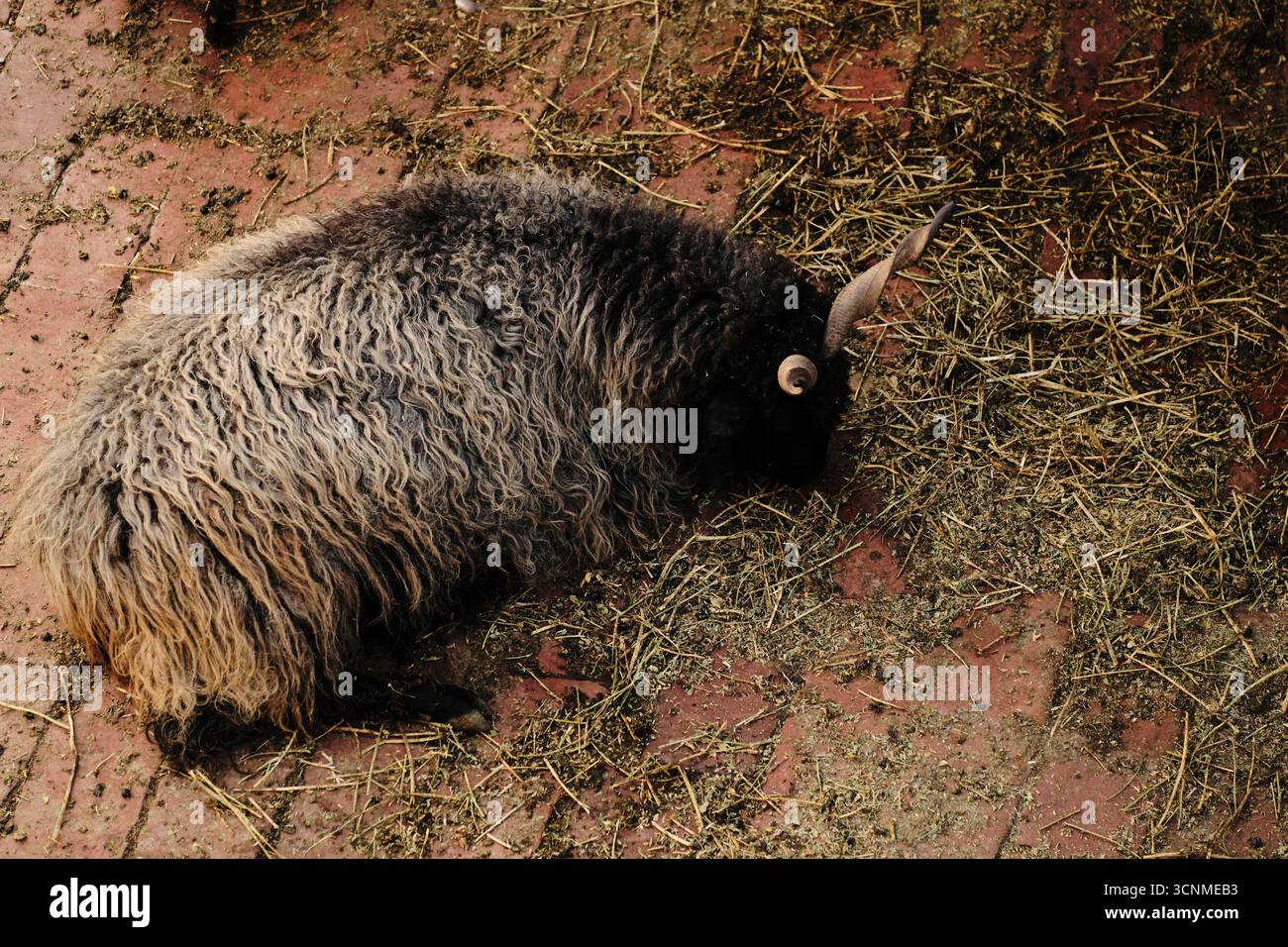 A black curly-haired sheep with twisted horns rests on the ground ...