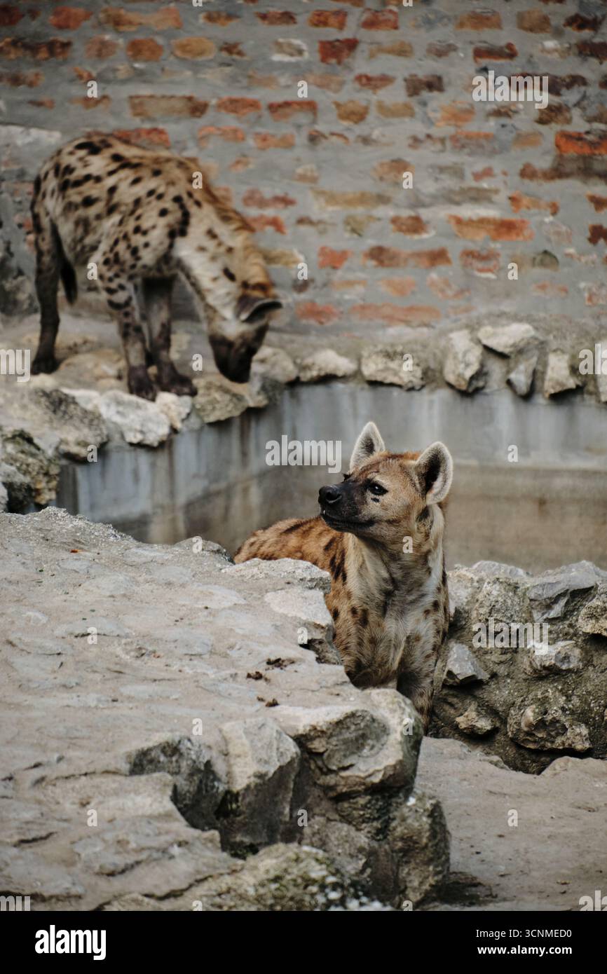 Two spotted hyenas inside a rocky enclosure at Belgrade Zoo. Predators ...