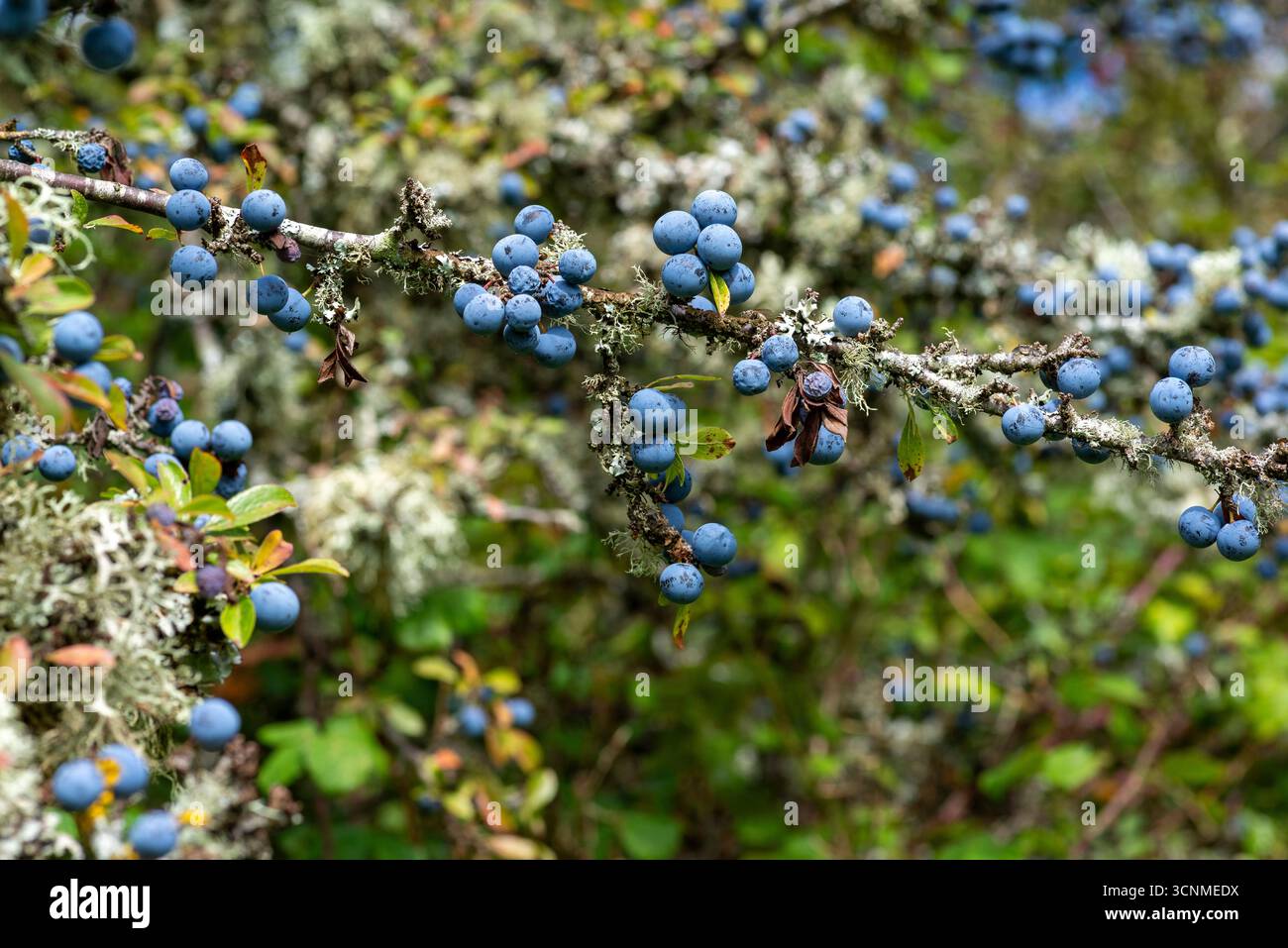 Sloe berries (Prunus spinosa) in September, autumn, UK Stock Photo - Alamy