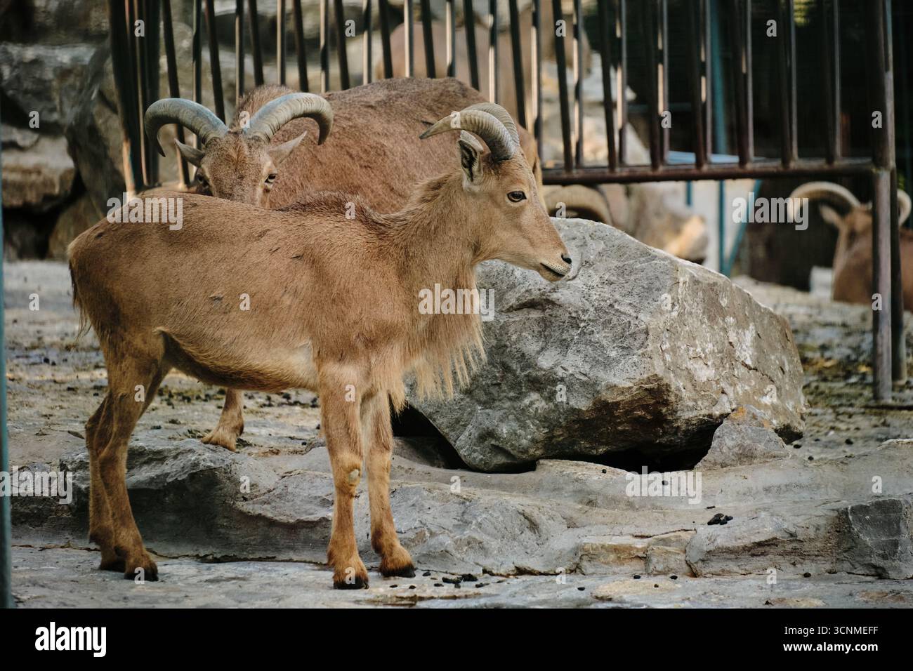 Two Barbary sheep standing near rocks at Belgrade Zoo, one in front ...