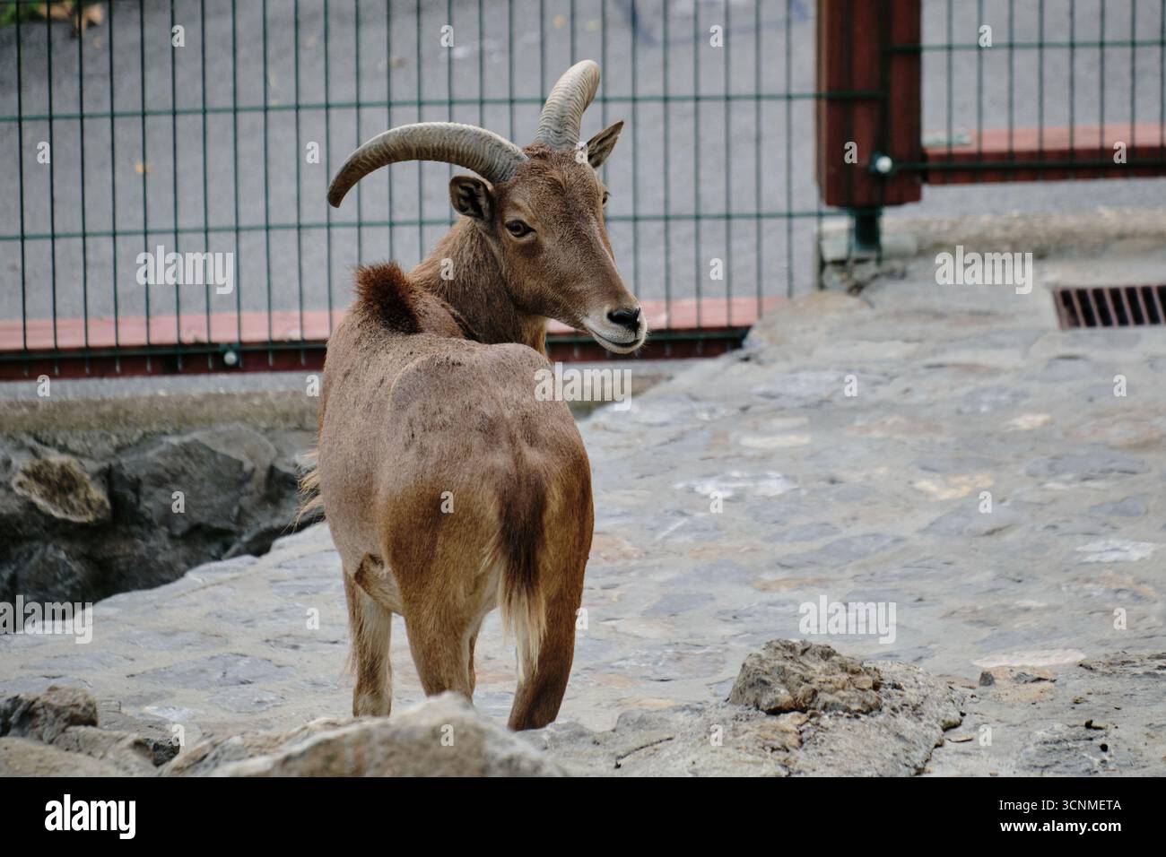 Barbary sheep looking back while standing in Belgrade Zoo enclosure ...