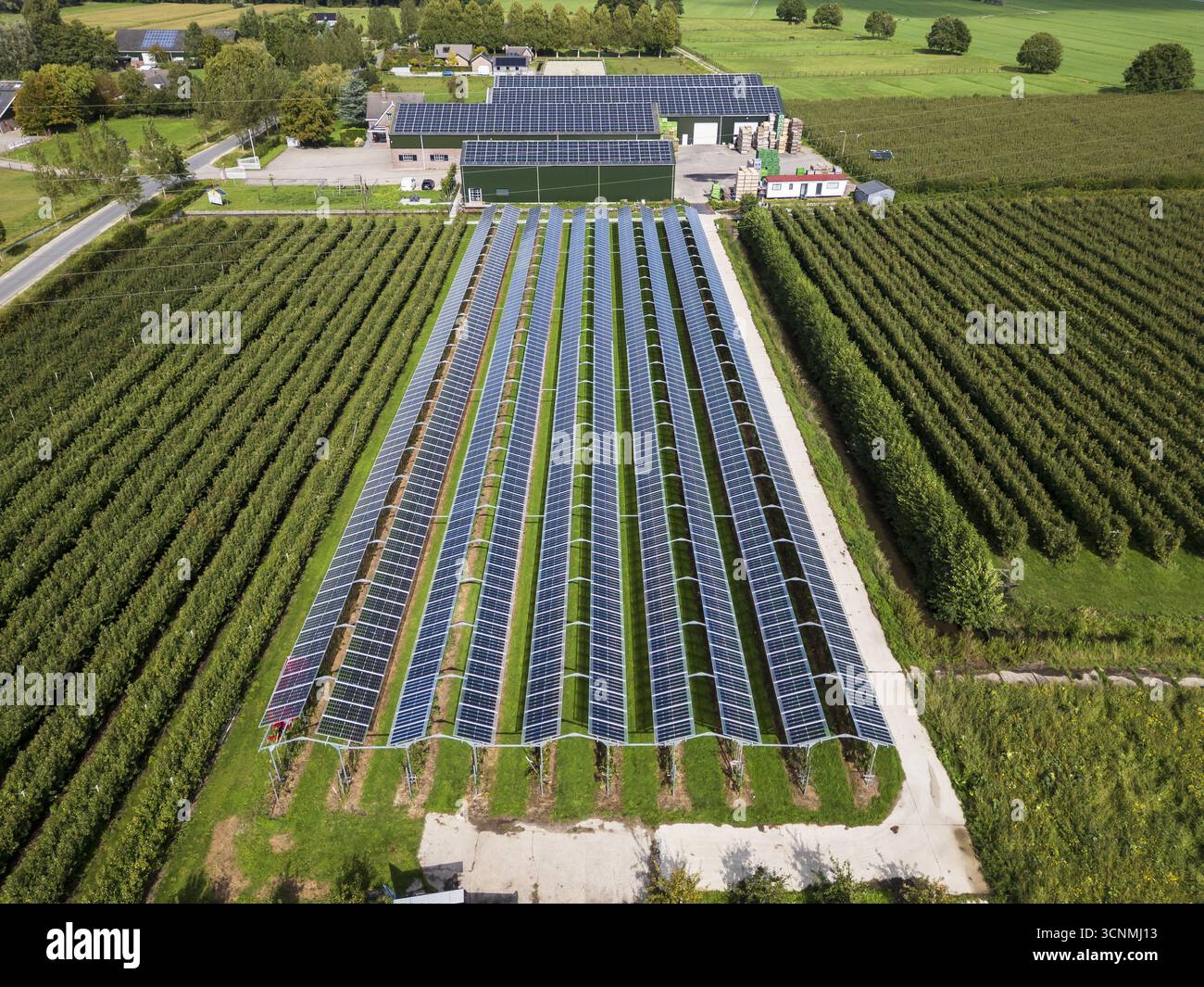 PAPENDRECHT - Solar panels above pear orchard at fruit grower Van Os ...