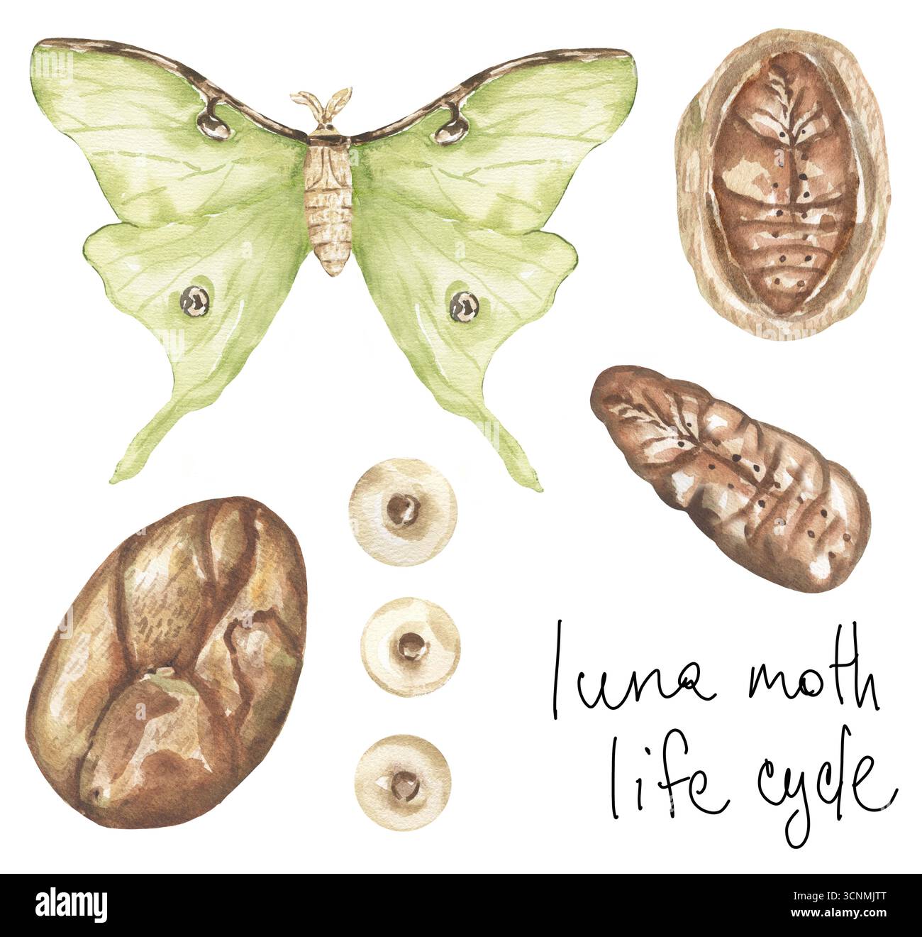 Watercolor Luna Moth insect Life Cycle illustration set, animal stages ...