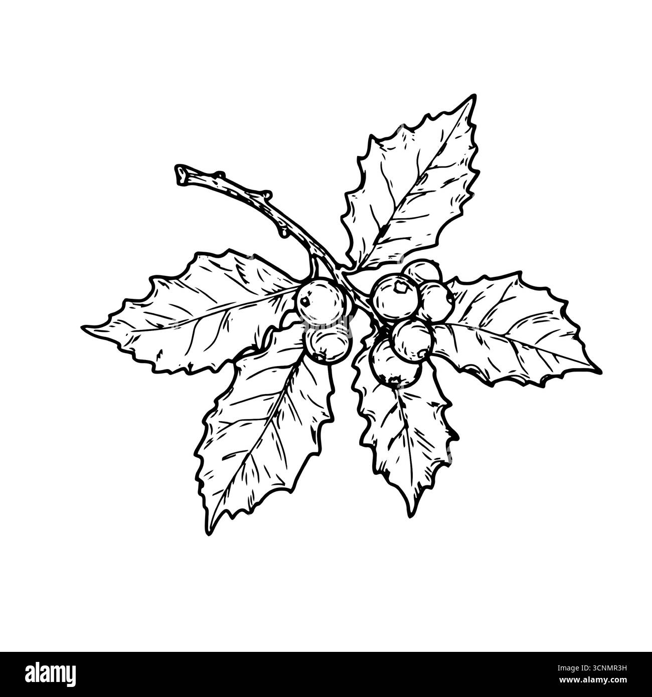 Sprig of holly with berries, sketch. Vector illustration. Branch of a ...