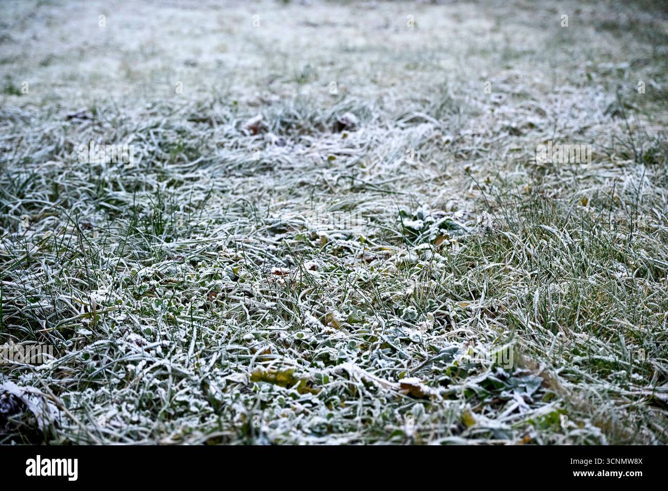 Eine Rasenfläche im Garten ist mit Reif überzogen, Deutschland, Baden ...
