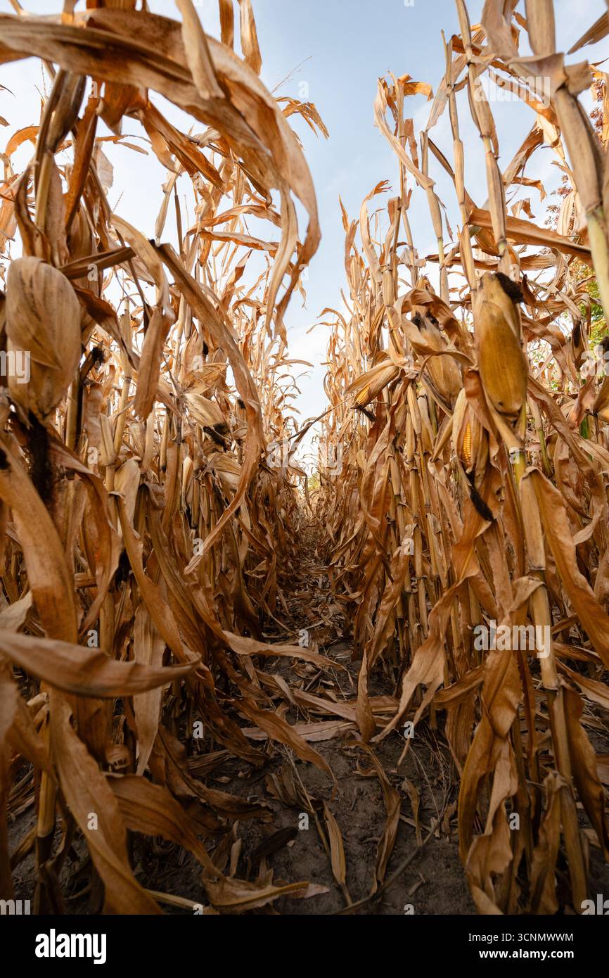Dried corn stalks standing tall in a field during fall harvest season ...
