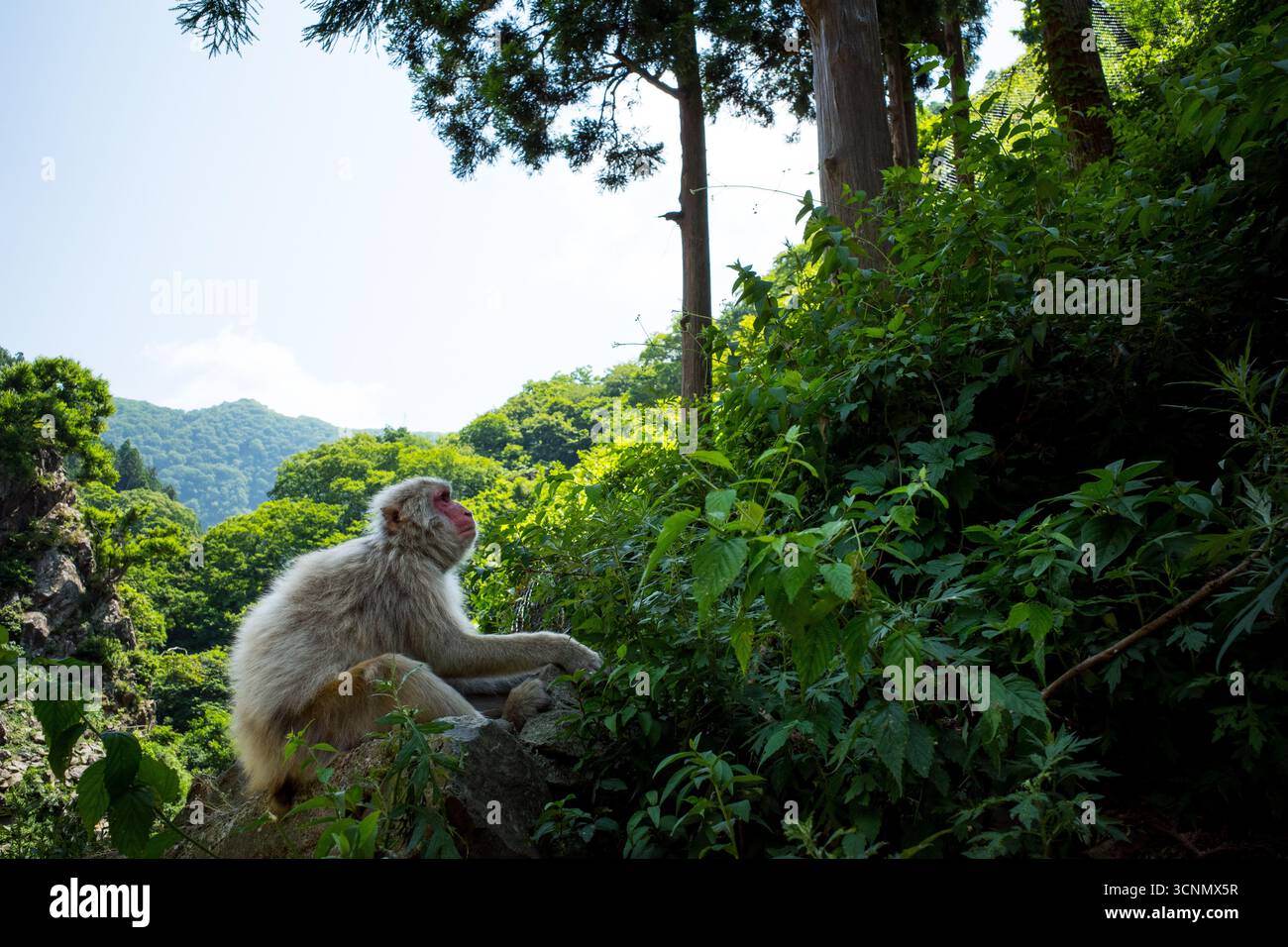 Group of japanese macaques hi-res stock photography and images - Alamy