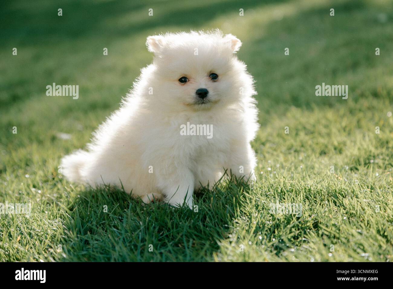 Small fluffy dog joyful hi-res stock photography and images - Alamy
