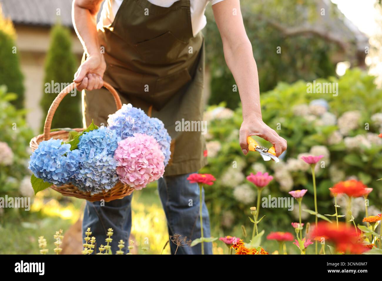 Senior woman pruning hydrangea hi-res stock photography and images - Alamy