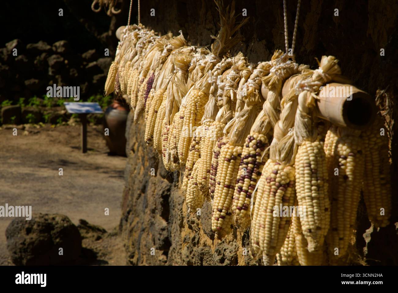 Braided ears of corn hang from a beam along a stone wall at Jeju Folk ...