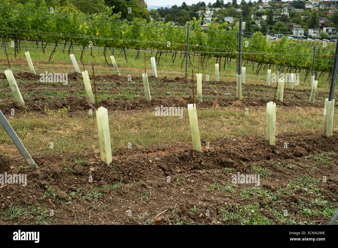 Growing young grape bushes. Vineyards of Europe Stock Photo - Alamy