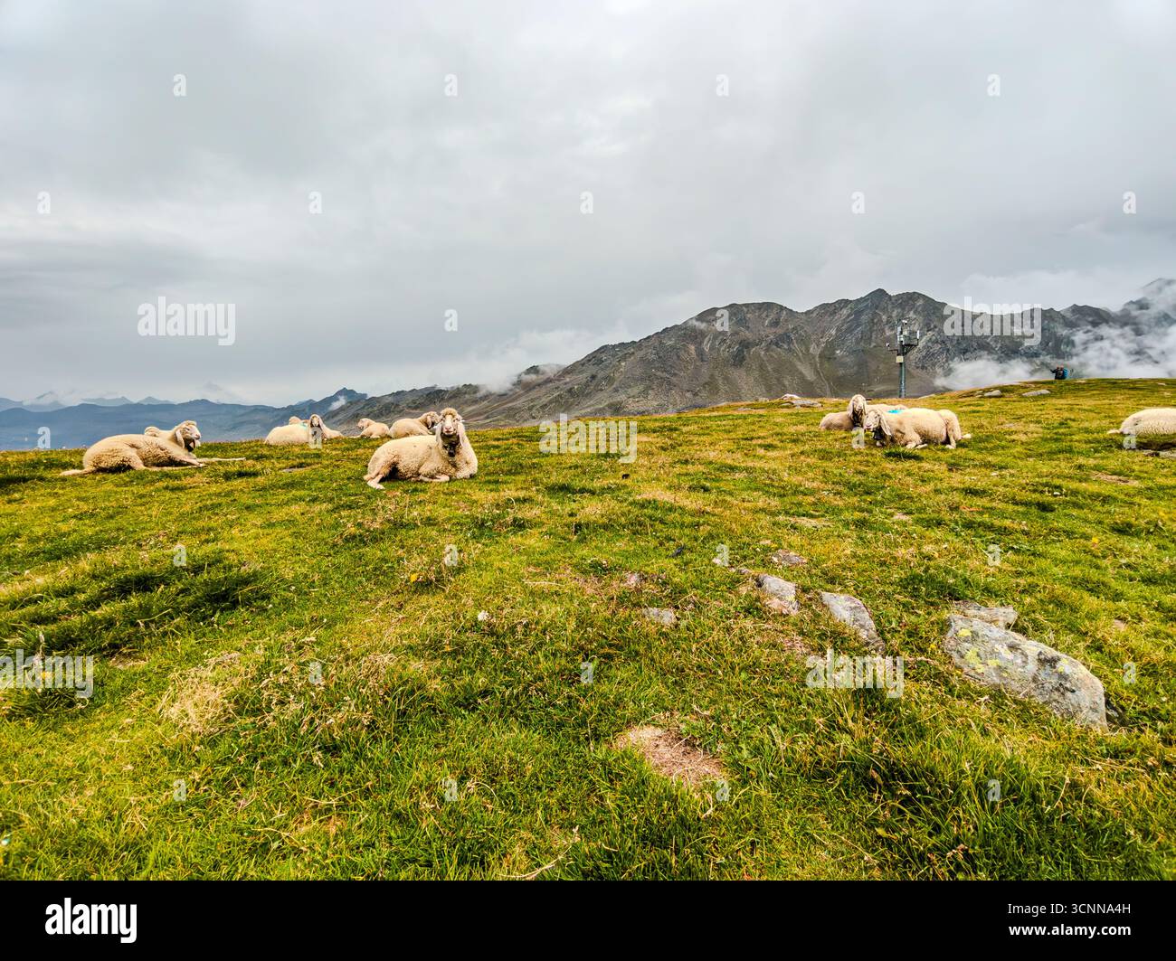 Hohe mut alm hi-res stock photography and images - Alamy