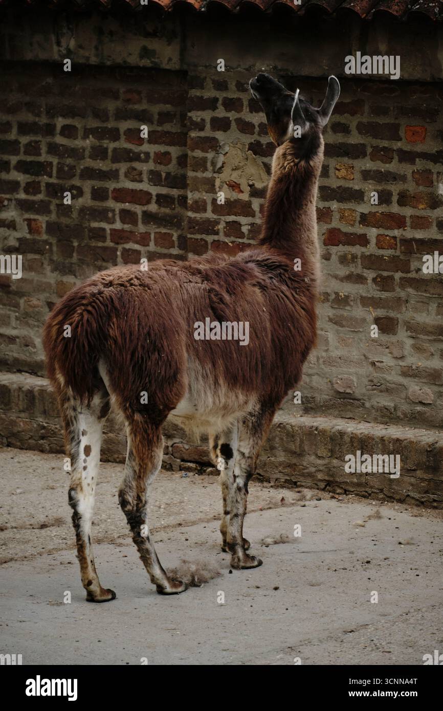 Brown llama standing near brick wall in a zoo enclosure. Rear view ...