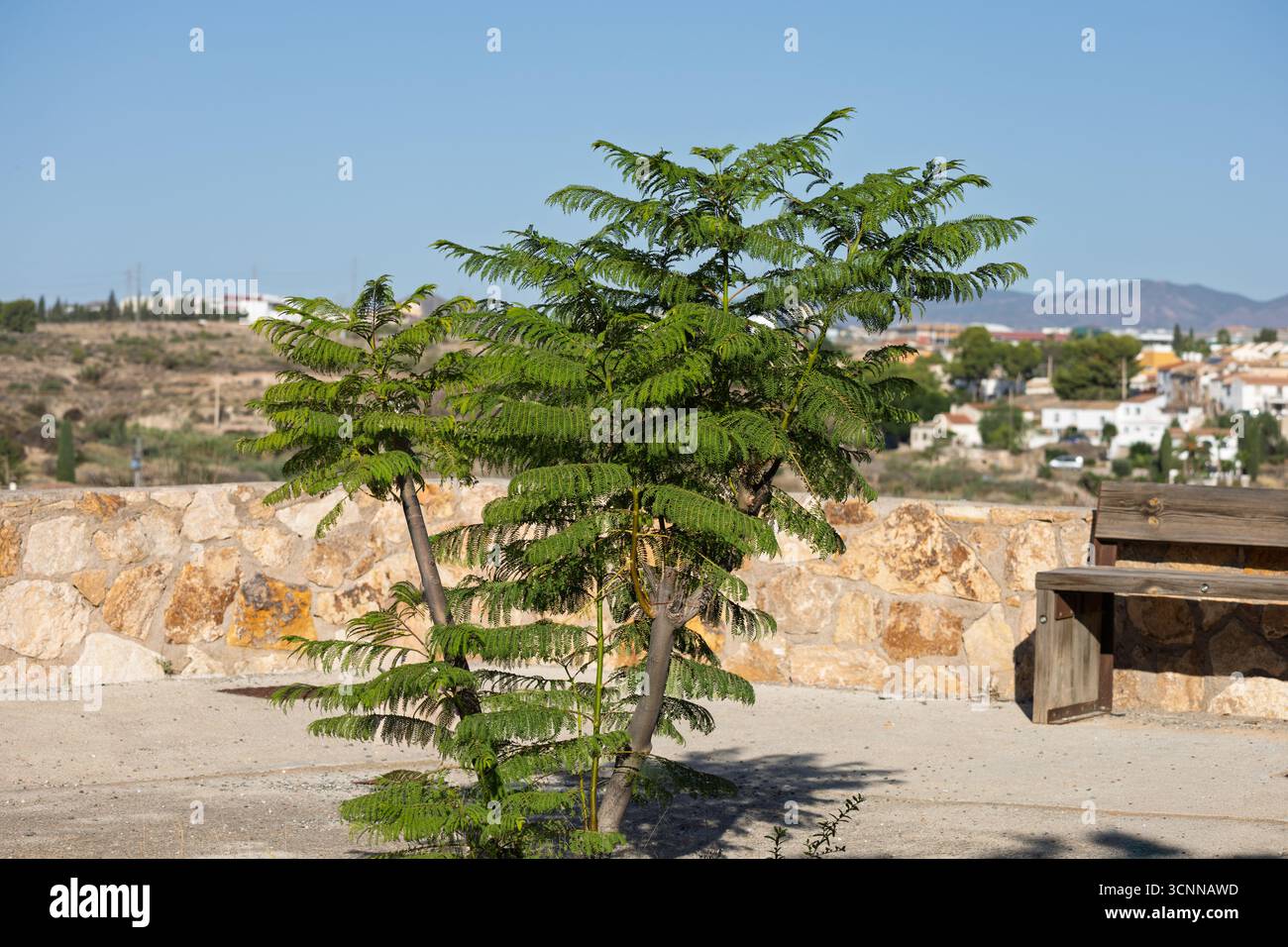 Delonix regia tree phoenix hi-res stock photography and images - Alamy