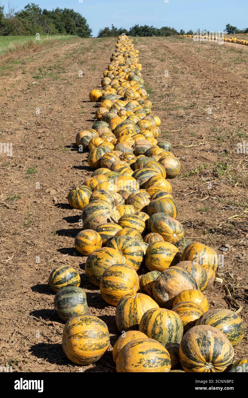 Reife Ölkürbisse // Ripe oil pumpkins - 20250919 PD21784 Stock Photo ...