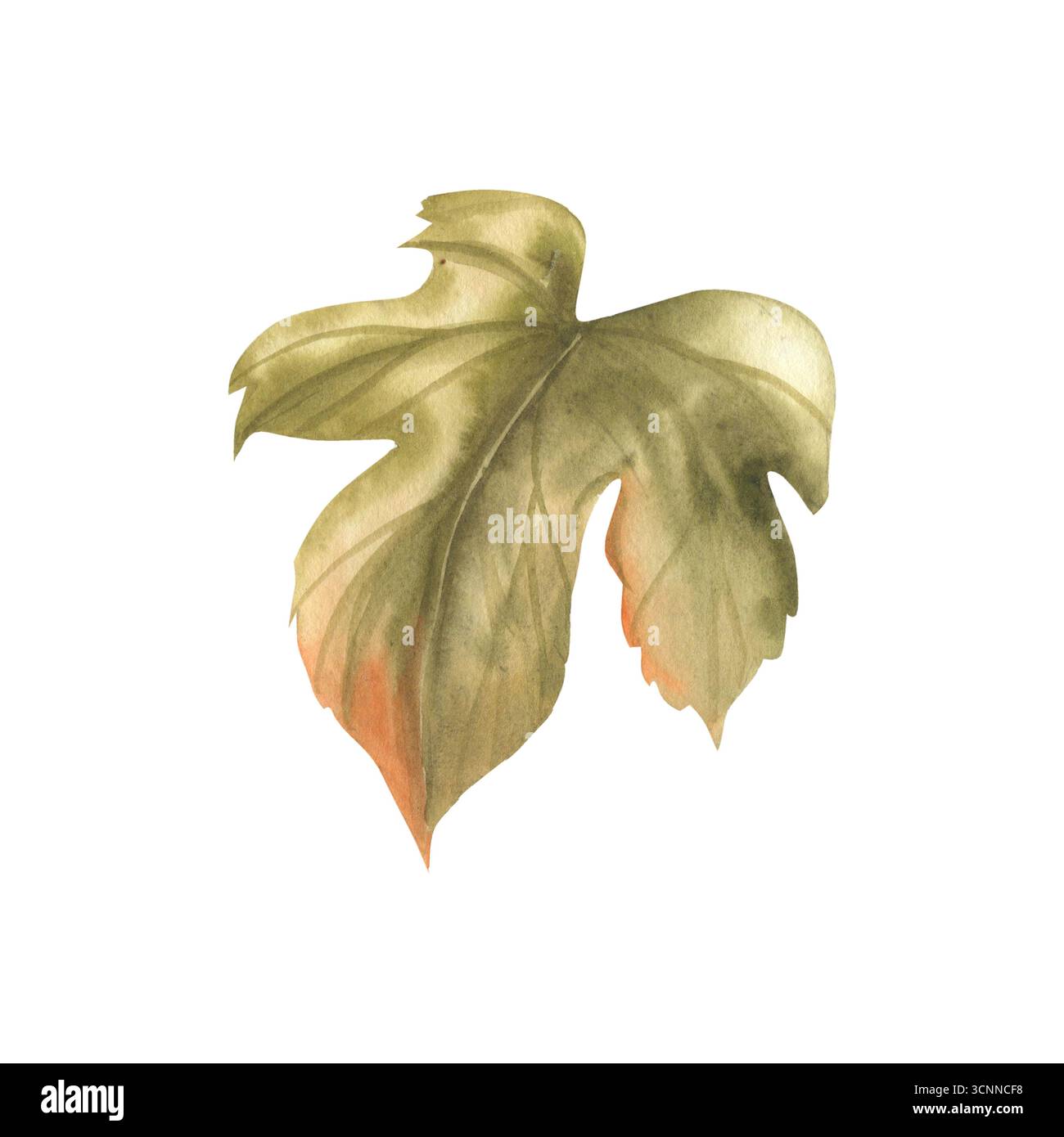 Autumn grape liana red Cut Out Stock Images & Pictures - Alamy