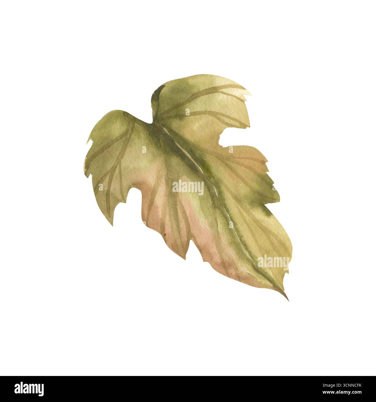 Autumn grape liana red Cut Out Stock Images & Pictures - Alamy