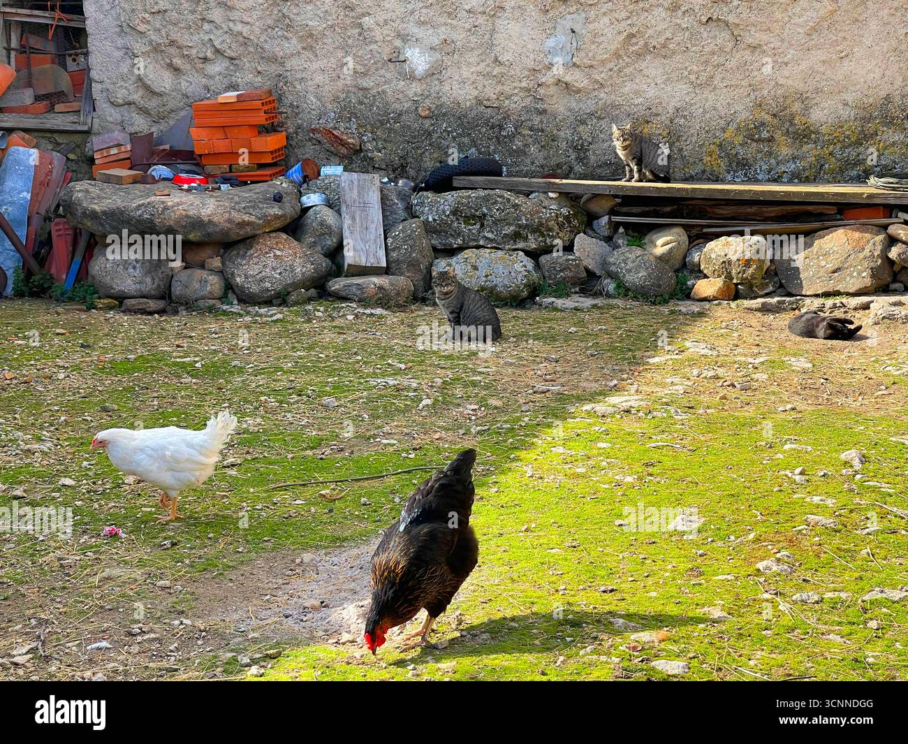 Cats and hens in a farm Stock Photo - Alamy