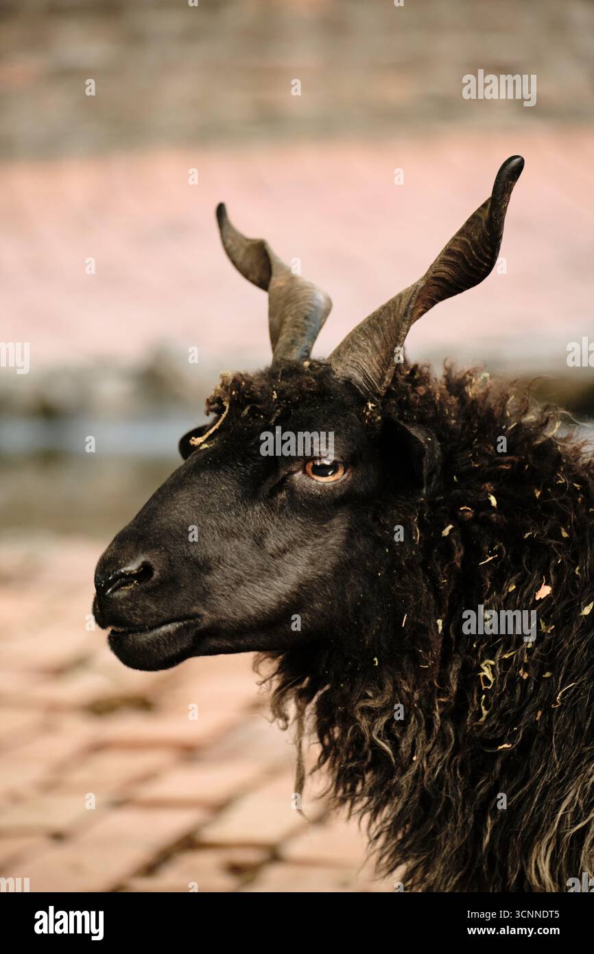 Close-up of a black ram with curled horns and curly dark wool at ...