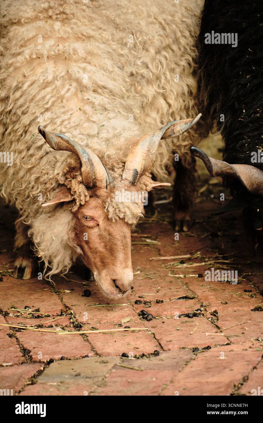 Close-up of a ram with long curly horns and thick wool at Belgrade Zoo ...