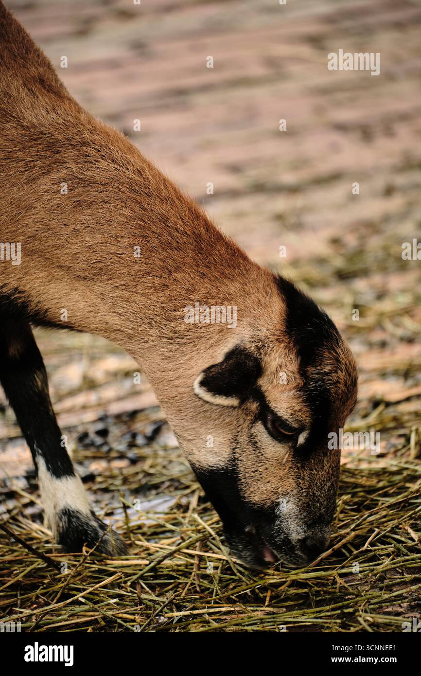 Ram with light brown coat grazing on hay close-up on brick ground at ...