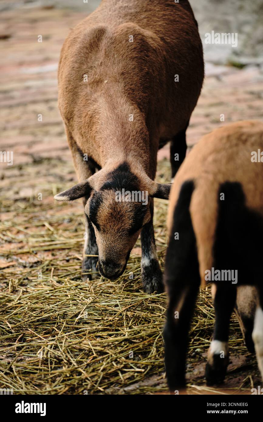 Young brown ram eating hay on the ground in Belgrade Zoo enclosure ...