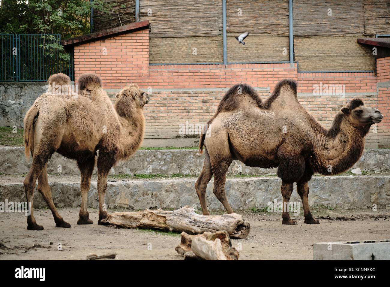 Two Bactrian camels standing together inside the zoo enclosure ...
