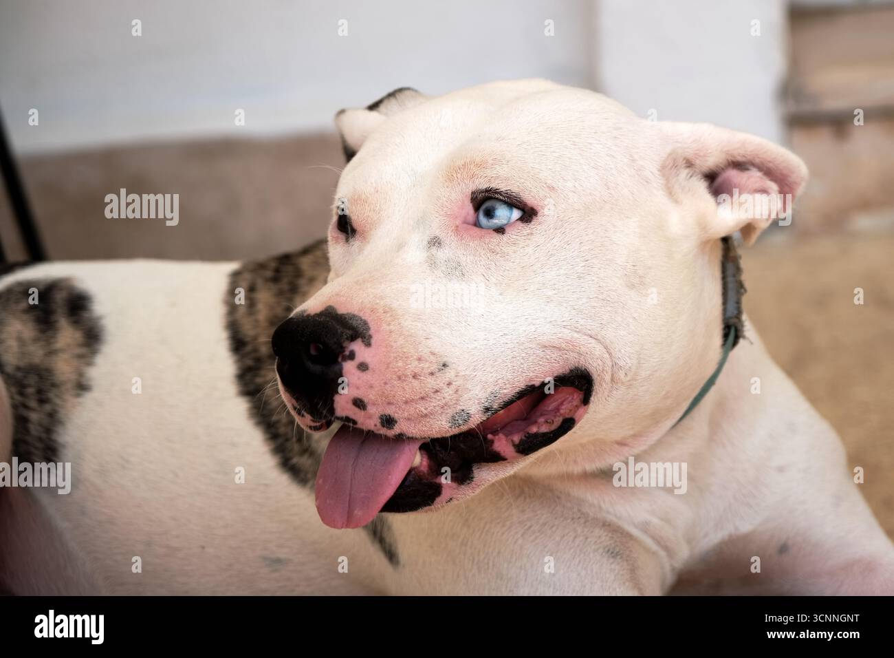 Close-up of a pitbull dog with heterochromia, lying down and panting ...