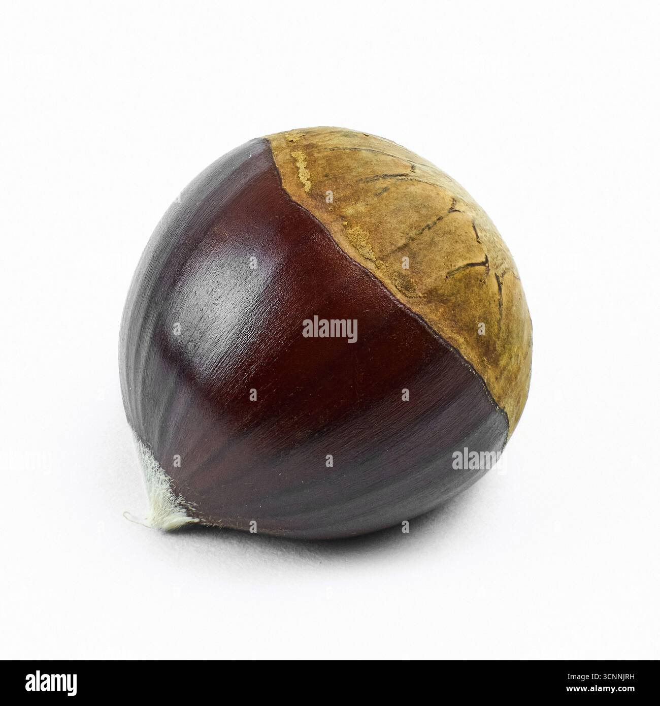 Fresh chestnut on white background showcasing texture Stock Photo - Alamy