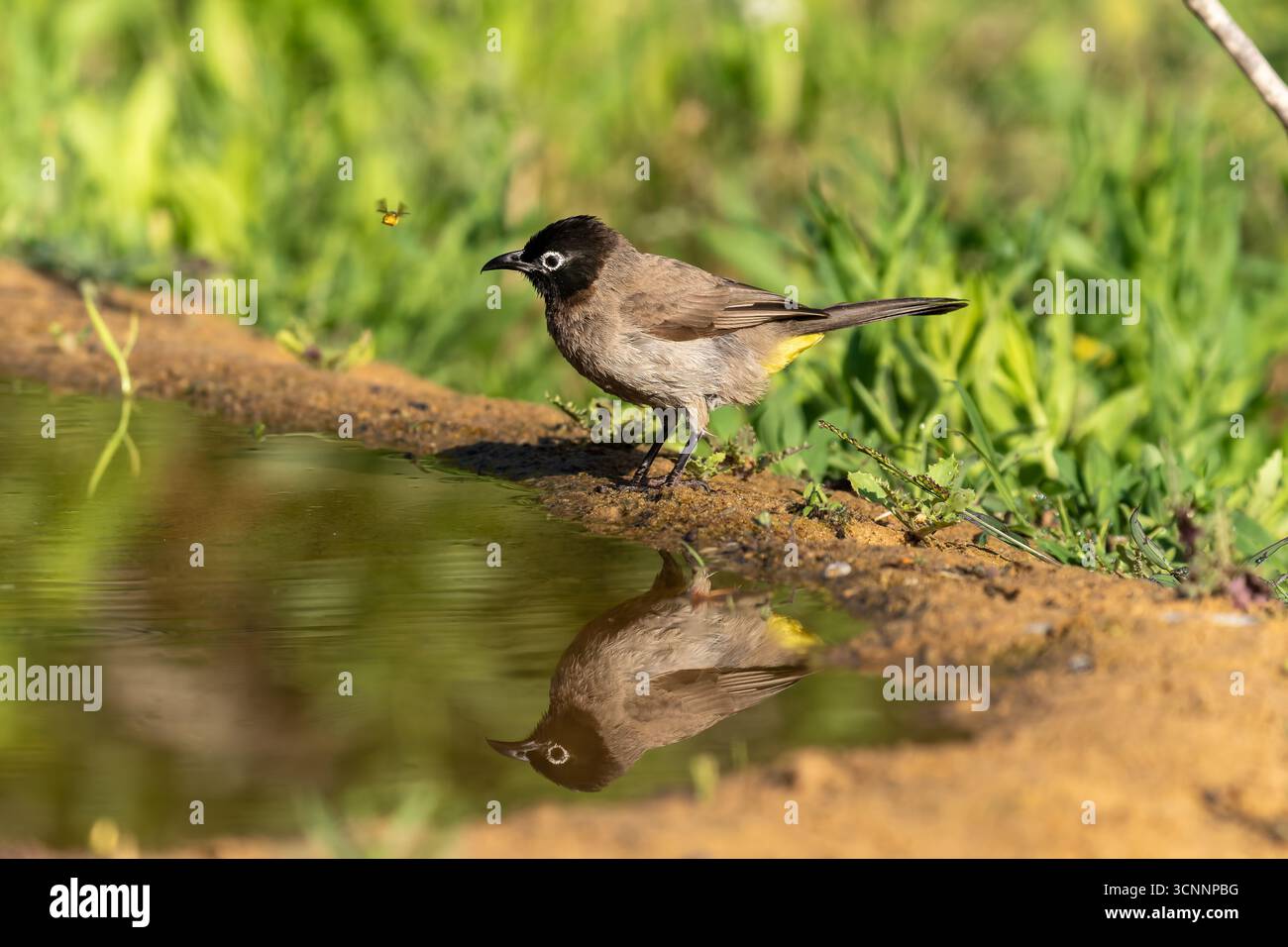 white-spectacled bulbul (Pycnonotus xanthopygos) Bathes in a water ...