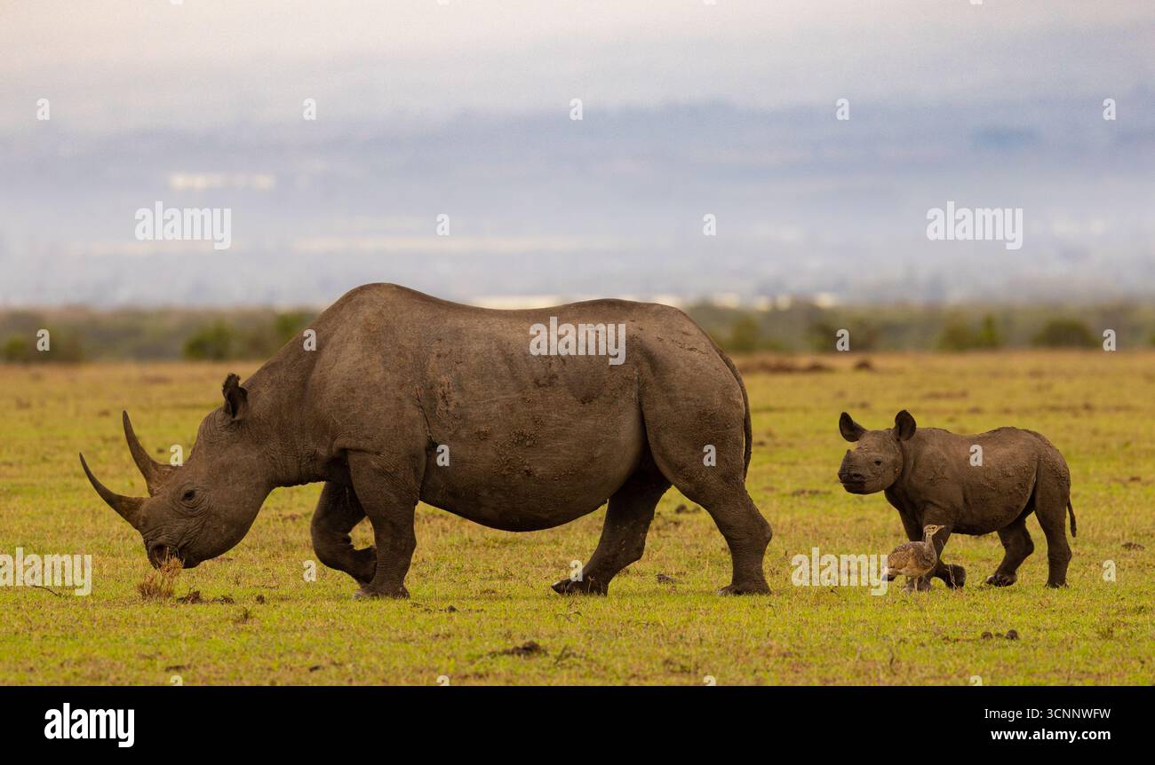 Solio rhino sanctuary hi-res stock photography and images - Alamy