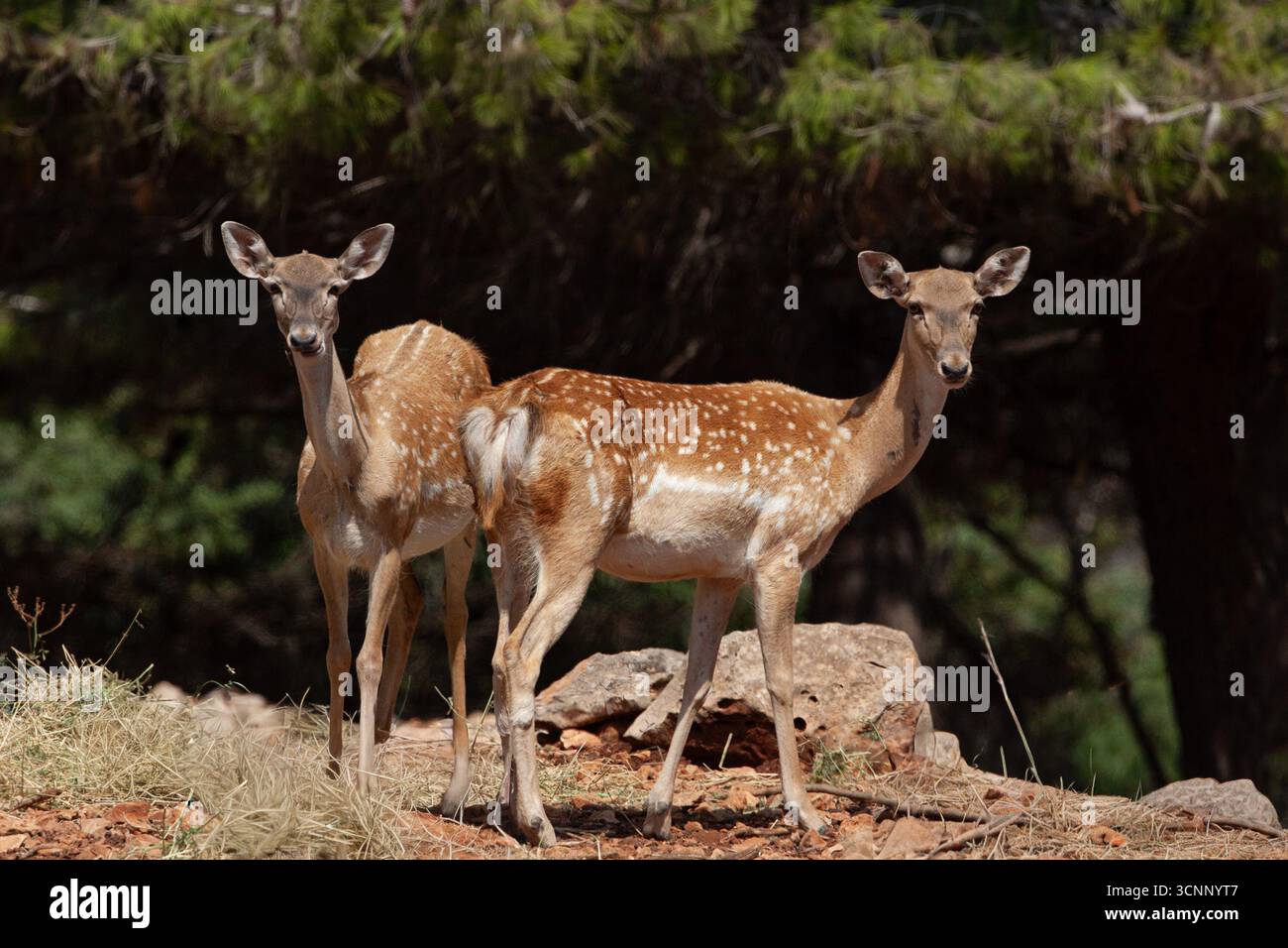 Female Mesopotamian Fallow deer (Dama mesopotamica) aka Persian Fallow ...