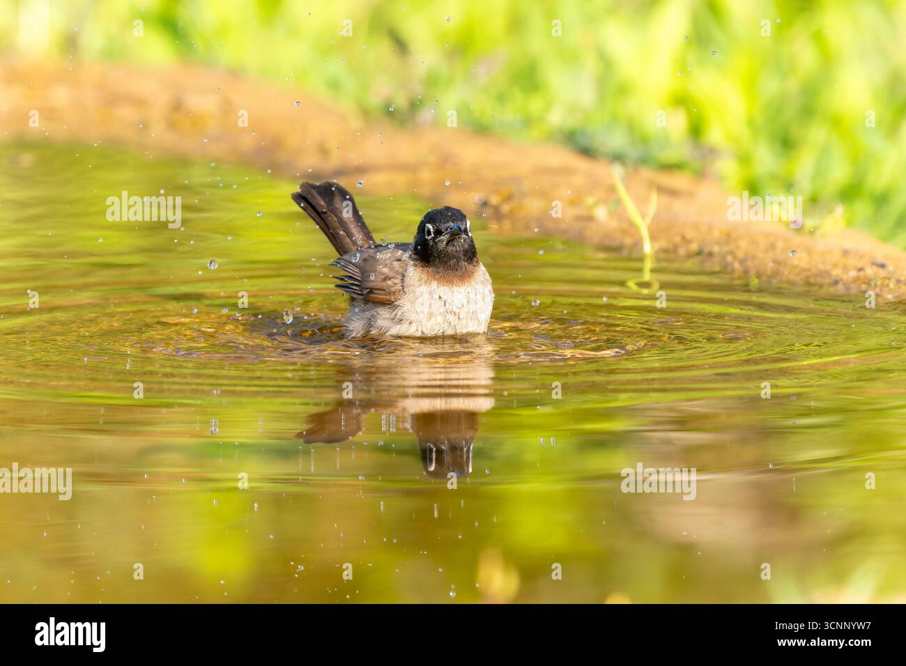white-spectacled bulbul (Pycnonotus xanthopygos) Bathes in a water ...