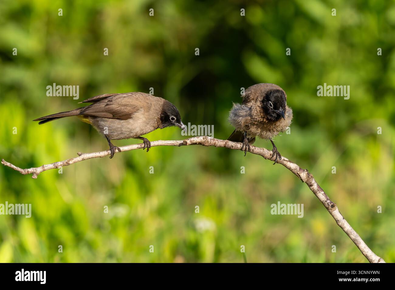 male and female white-spectacled bulbul (Pycnonotus xanthopygos ...