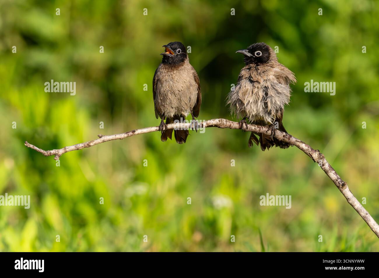 male and female white-spectacled bulbul (Pycnonotus xanthopygos ...