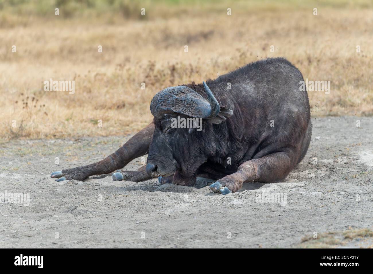 African buffalo ngorongoro tanzania hi-res stock photography and images ...