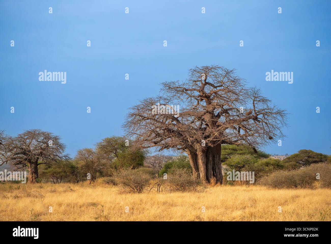 Baobab Tree Tarangire National Park is a national park in Tanzania's ...