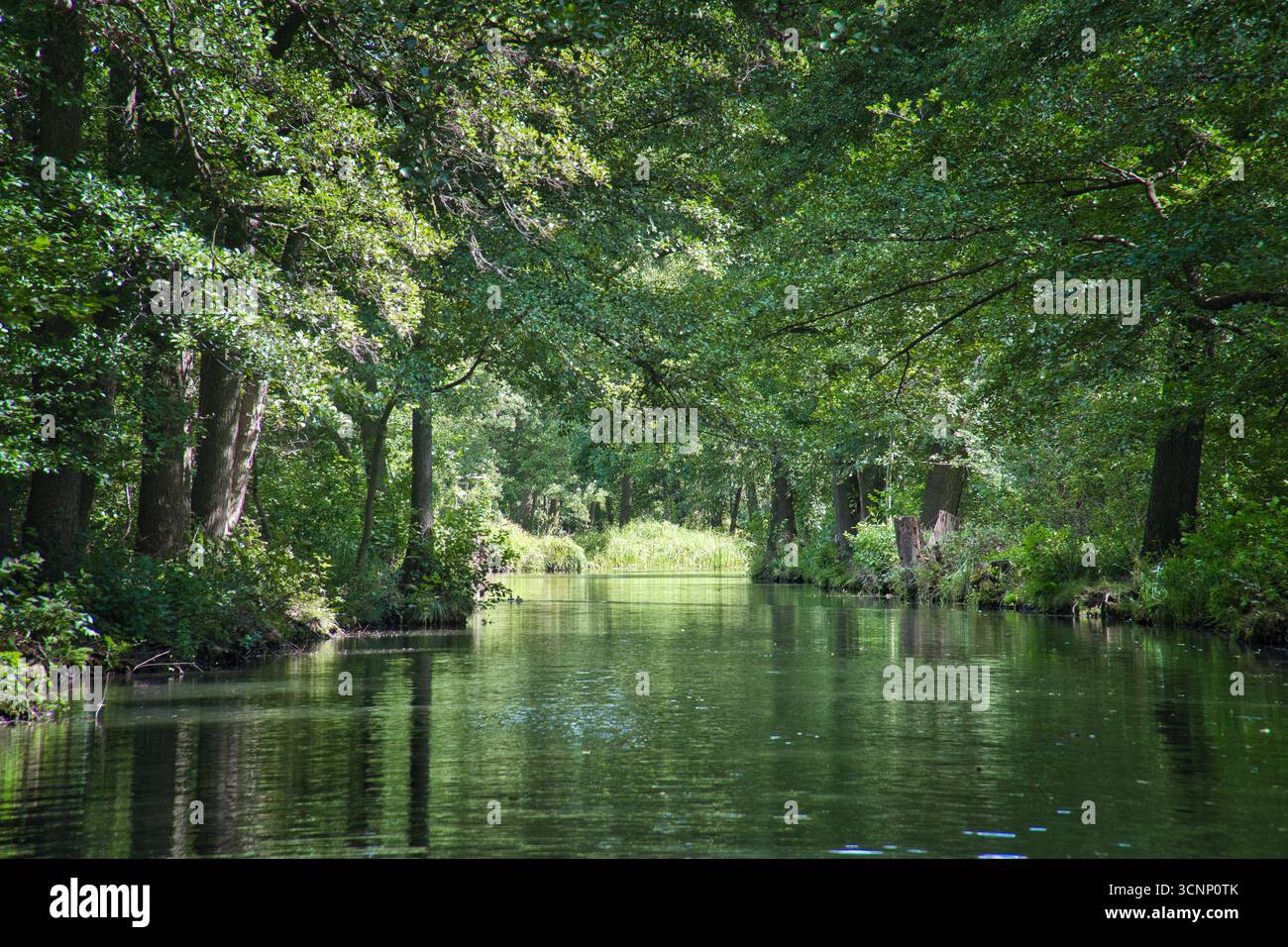 A peaceful river flows through a dense green forest in the Spreewald ...